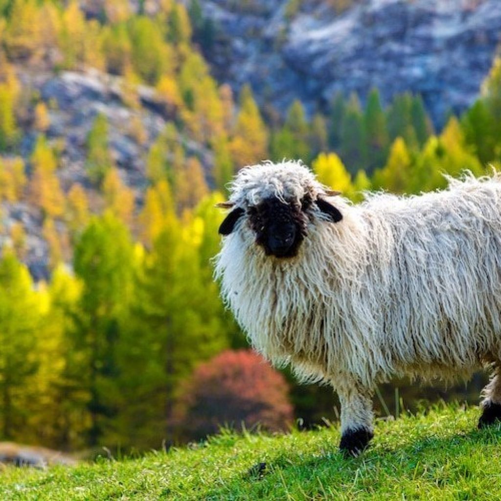 Switzerland has the most charming sheep in the world | iFind.al