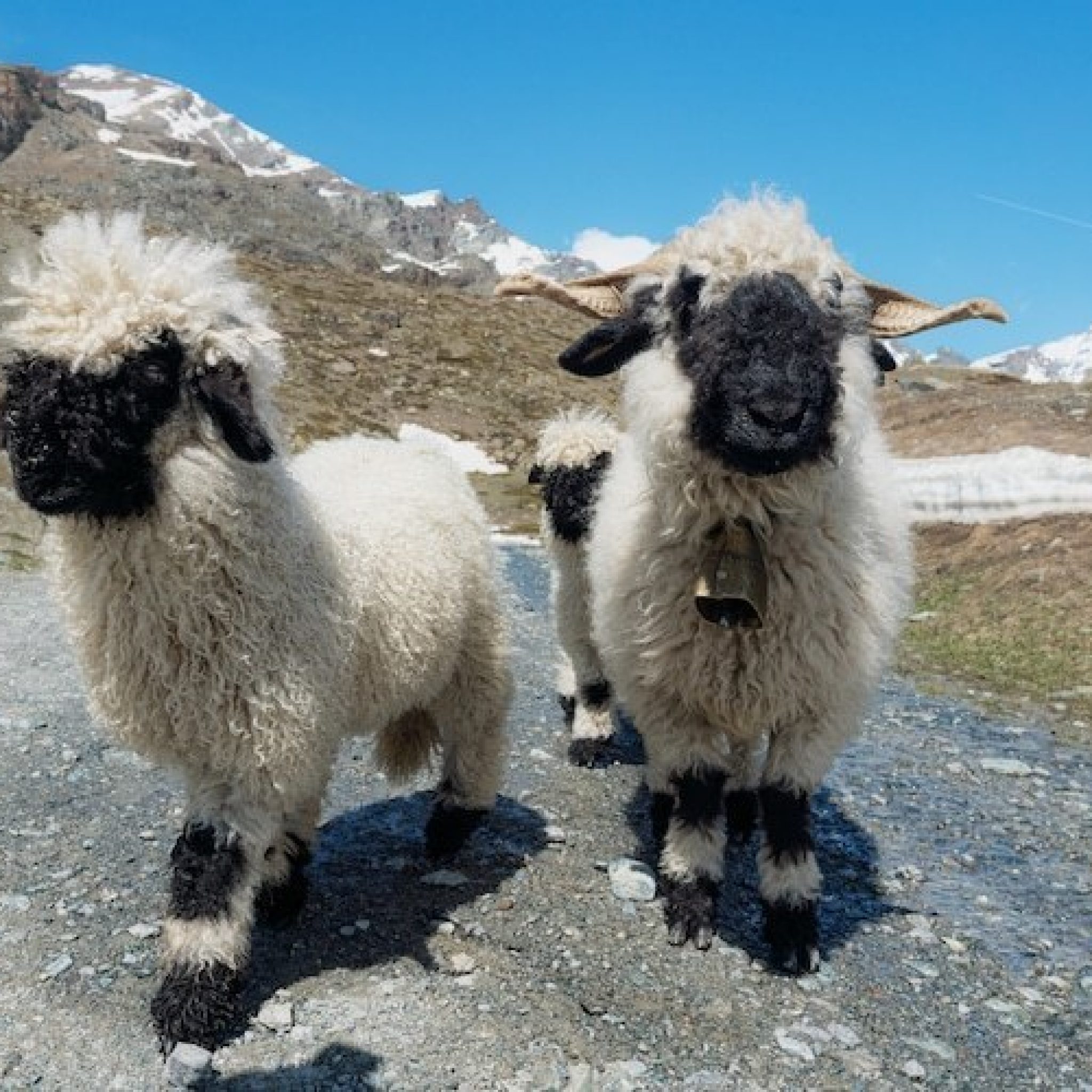 Switzerland has the most charming sheep in the world | iFind.al
