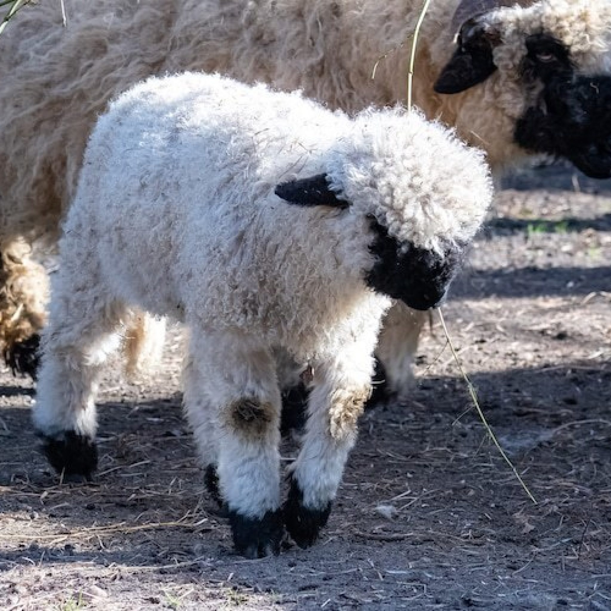Switzerland has the most charming sheep in the world | iFind.al